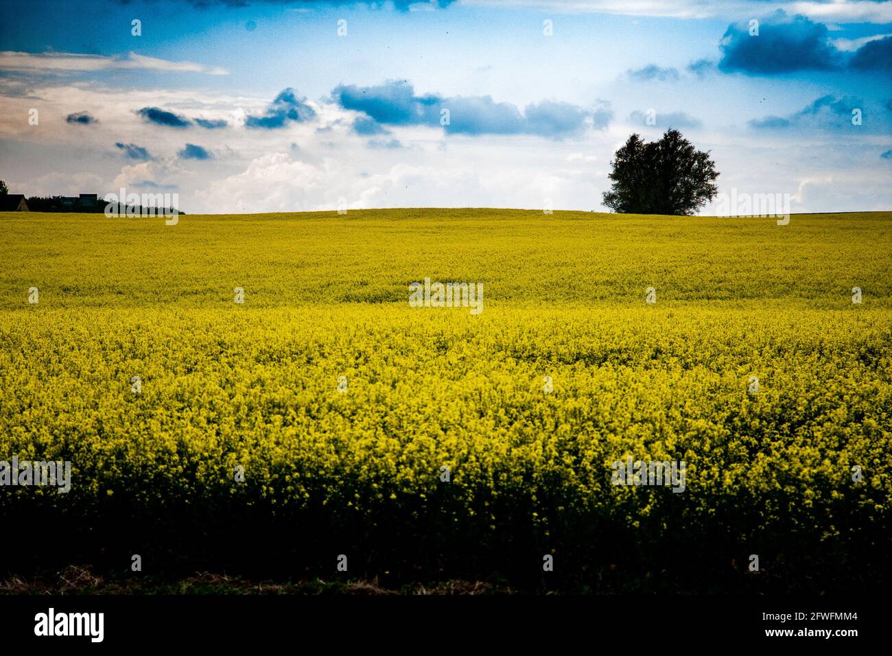 Spring in the Forest, Yddingesøen, Skåne, Sweden Stock Photo - Alamy