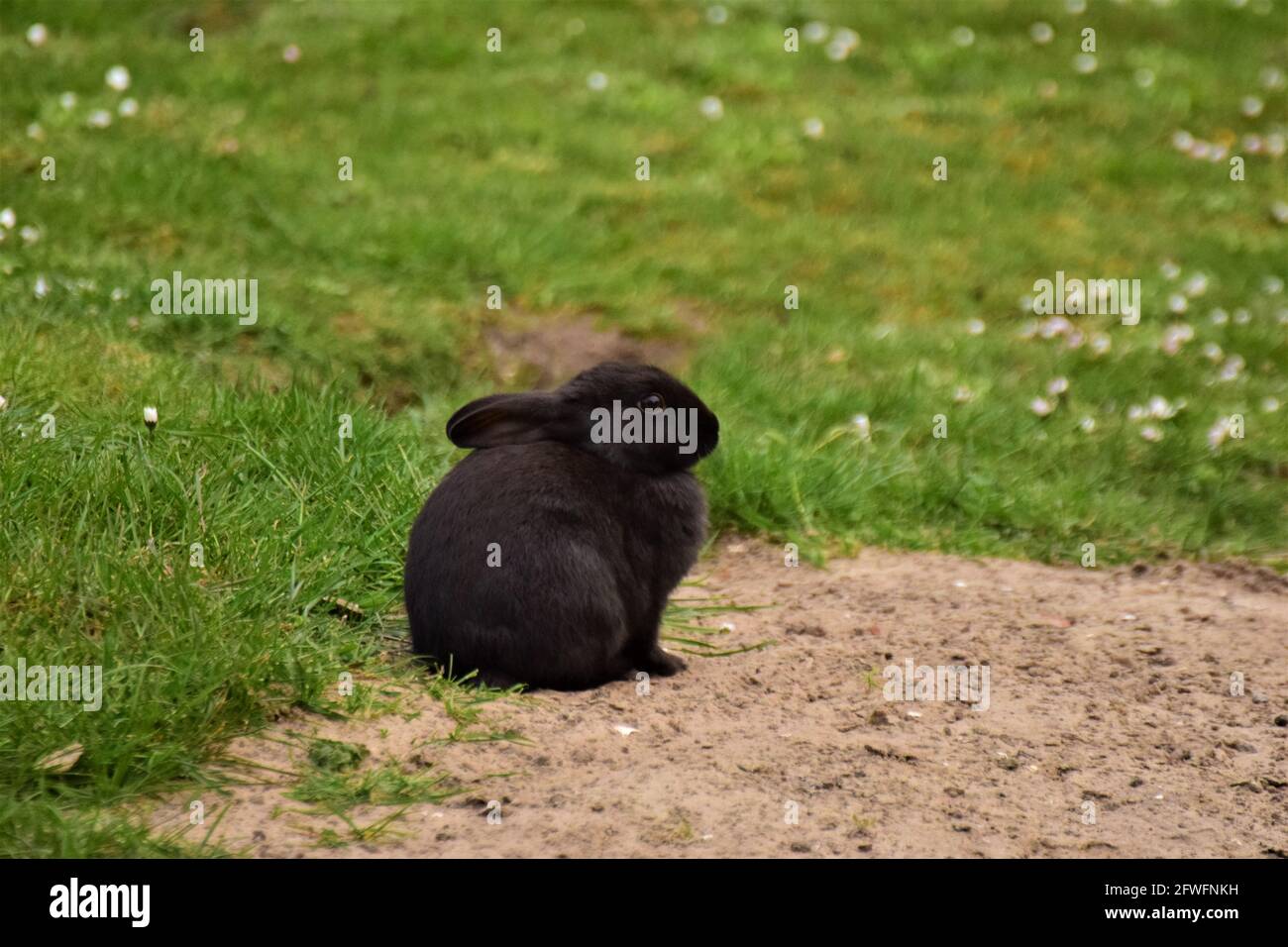 Rabbit on lawn hi-res stock photography and images - Alamy