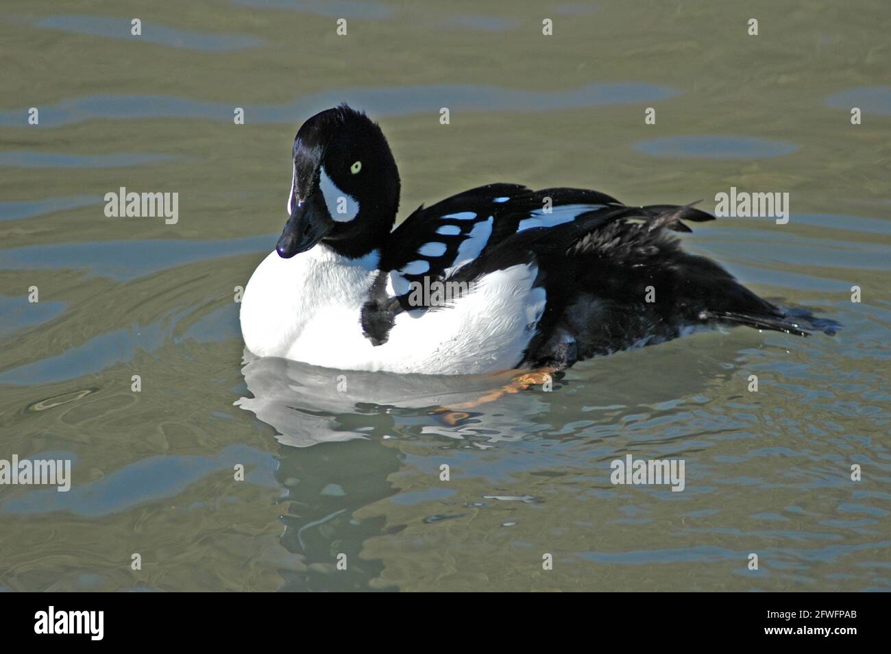 Barrows Goldeneye Duck