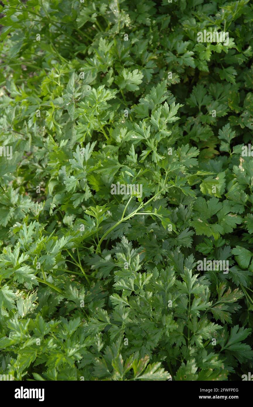 French or Italian Parsley. (Petroselinum crispum neapolitanum), flat ...