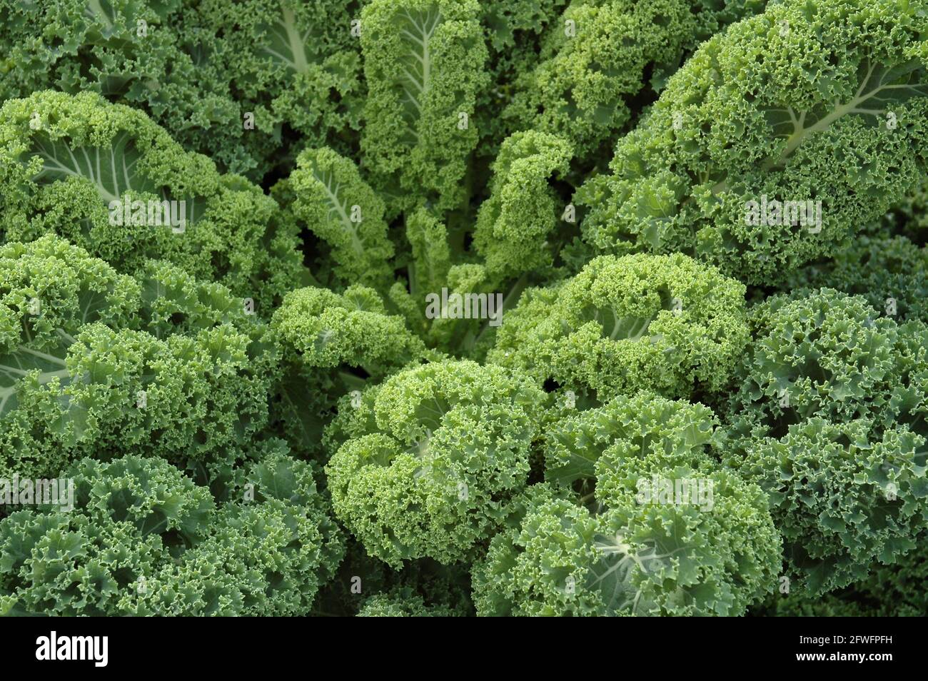 Kale frost uk hi-res stock photography and images - Alamy
