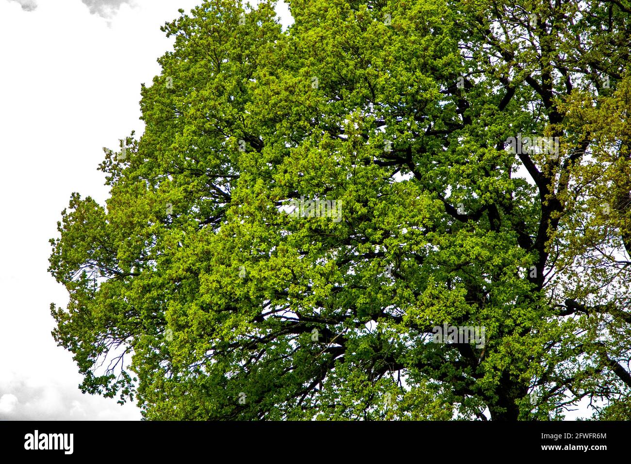 Spring in the Forest, Yddingesøen, Skåne, Sweden Stock Photo - Alamy
