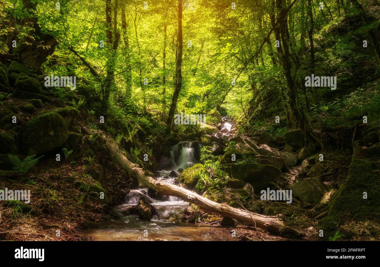 Mountain waterfall in spring forest Stock Photo - Alamy