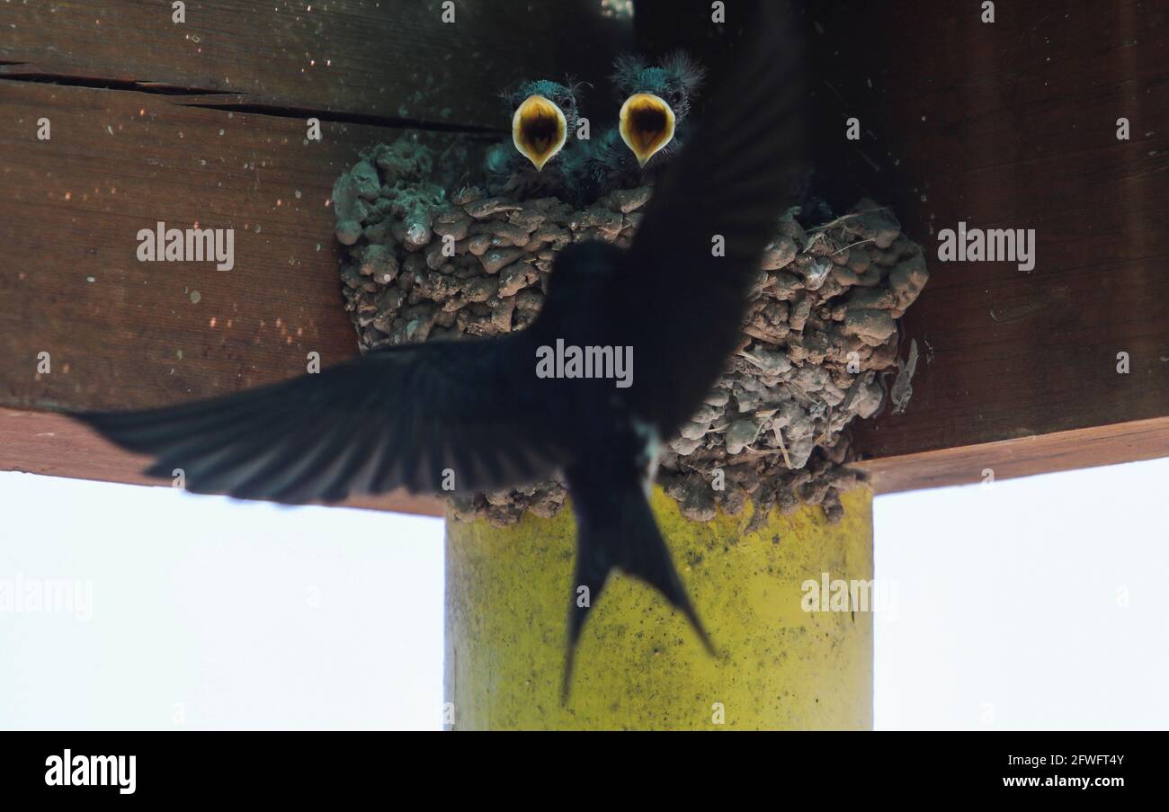 Pervolia High Resolution Stock Photography and Images - Alamy