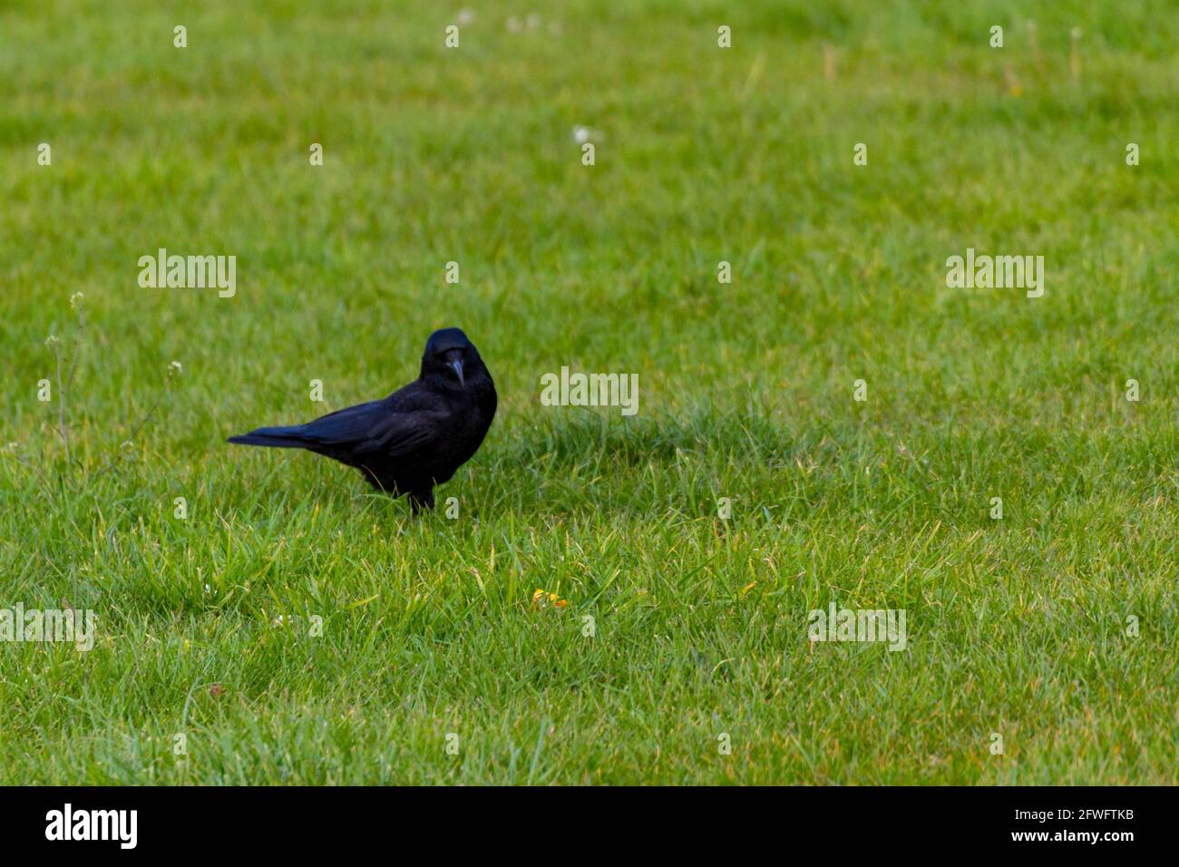 Crow Like Bird High Resolution Stock Photography and Images - Alamy