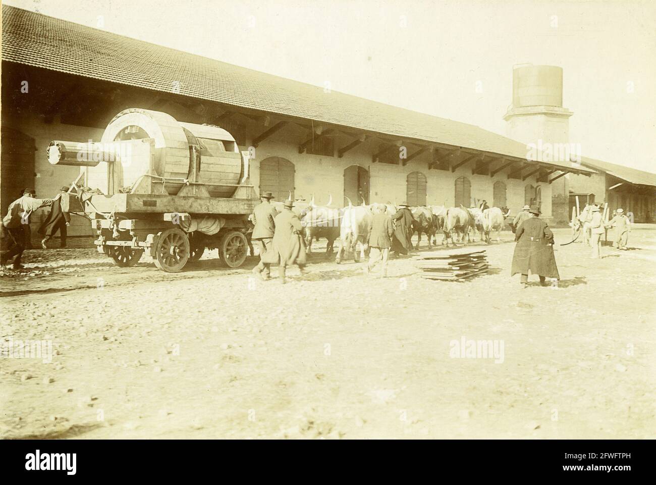 Historical image: cows at work pulling a heavy object, probably a ...