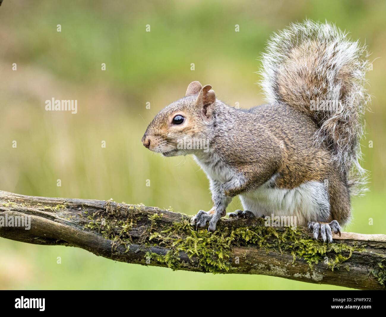 A grey squirrel foraging in spring sunshine in mid Wales Stock Photo ...