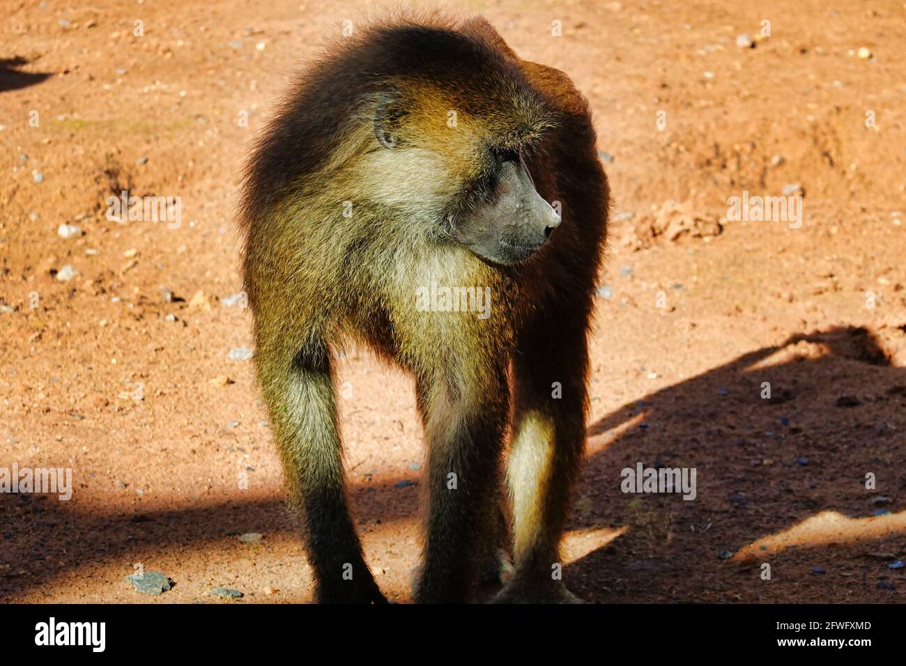 Baboon look hi-res stock photography and images - Alamy