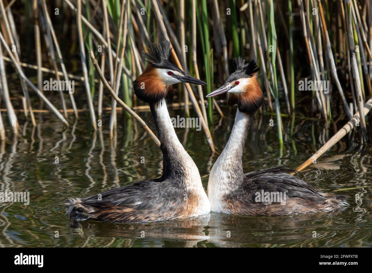Great Crested Grebe (Podiceps cristatus), mating breeding pair, pair ...