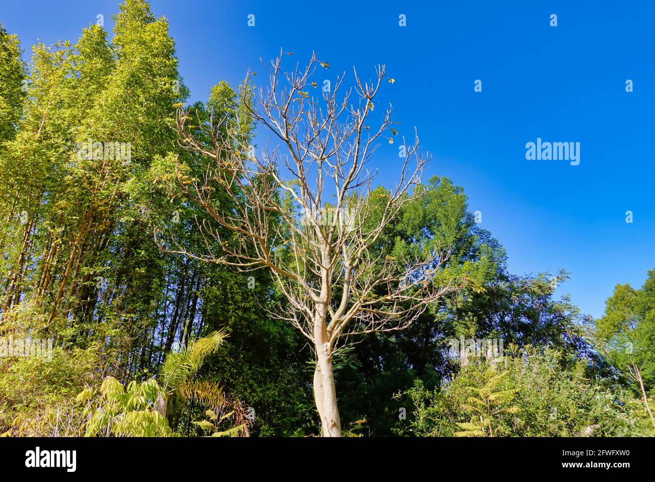 Low angle shot of green, high, dense trees in the blue sky background ...