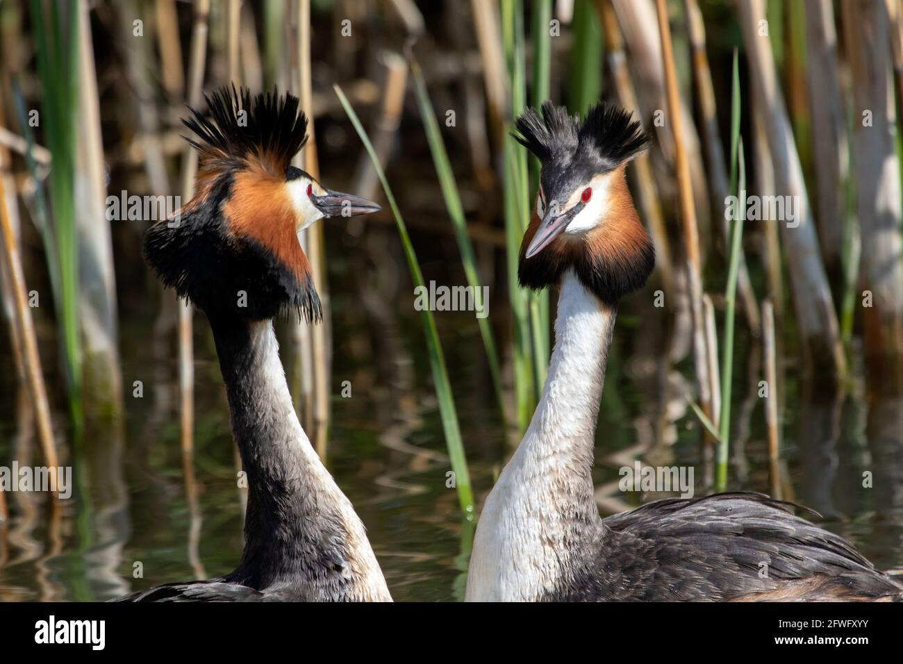 Great Crested Grebe (Podiceps cristatus), mating breeding pair, pair ...
