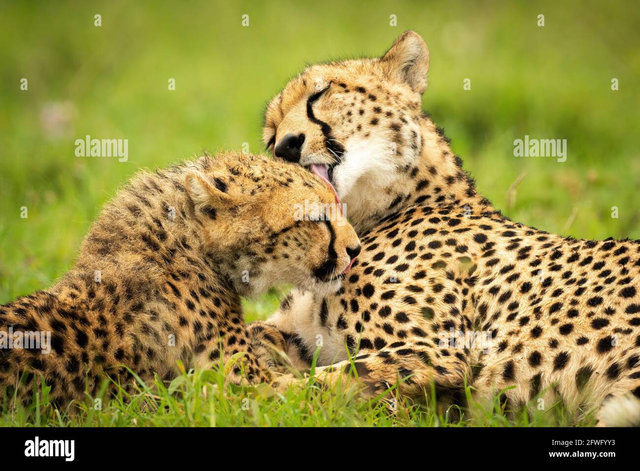 Mother cheetah licking cub hi-res stock photography and images - Alamy