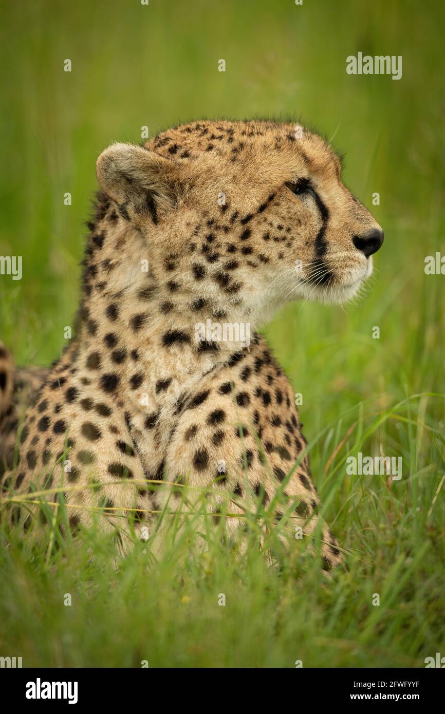 Cheetah facing right hi-res stock photography and images - Alamy