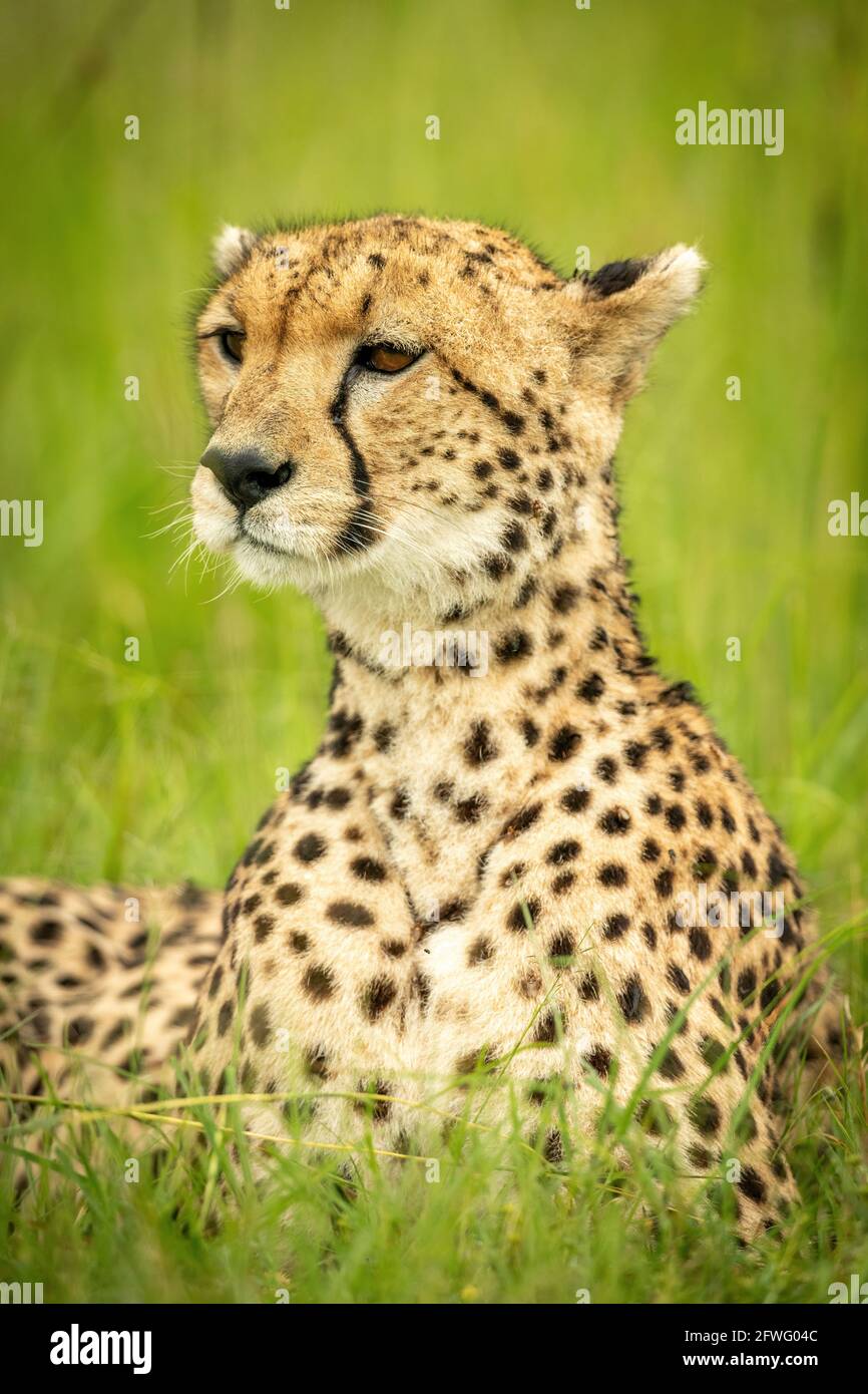 Close-up of cheetah lying with extended neck Stock Photo - Alamy