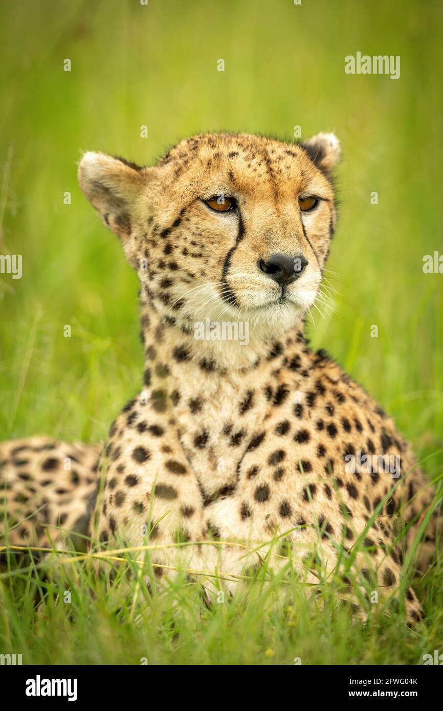 Cheetah head turned hi-res stock photography and images - Alamy
