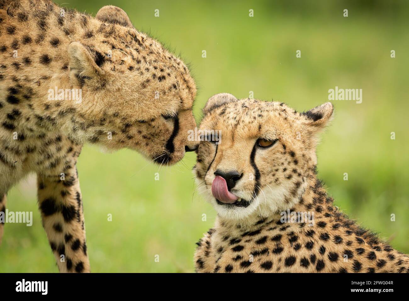 Close-up of cheetah nuzzling one lying down Stock Photo - Alamy