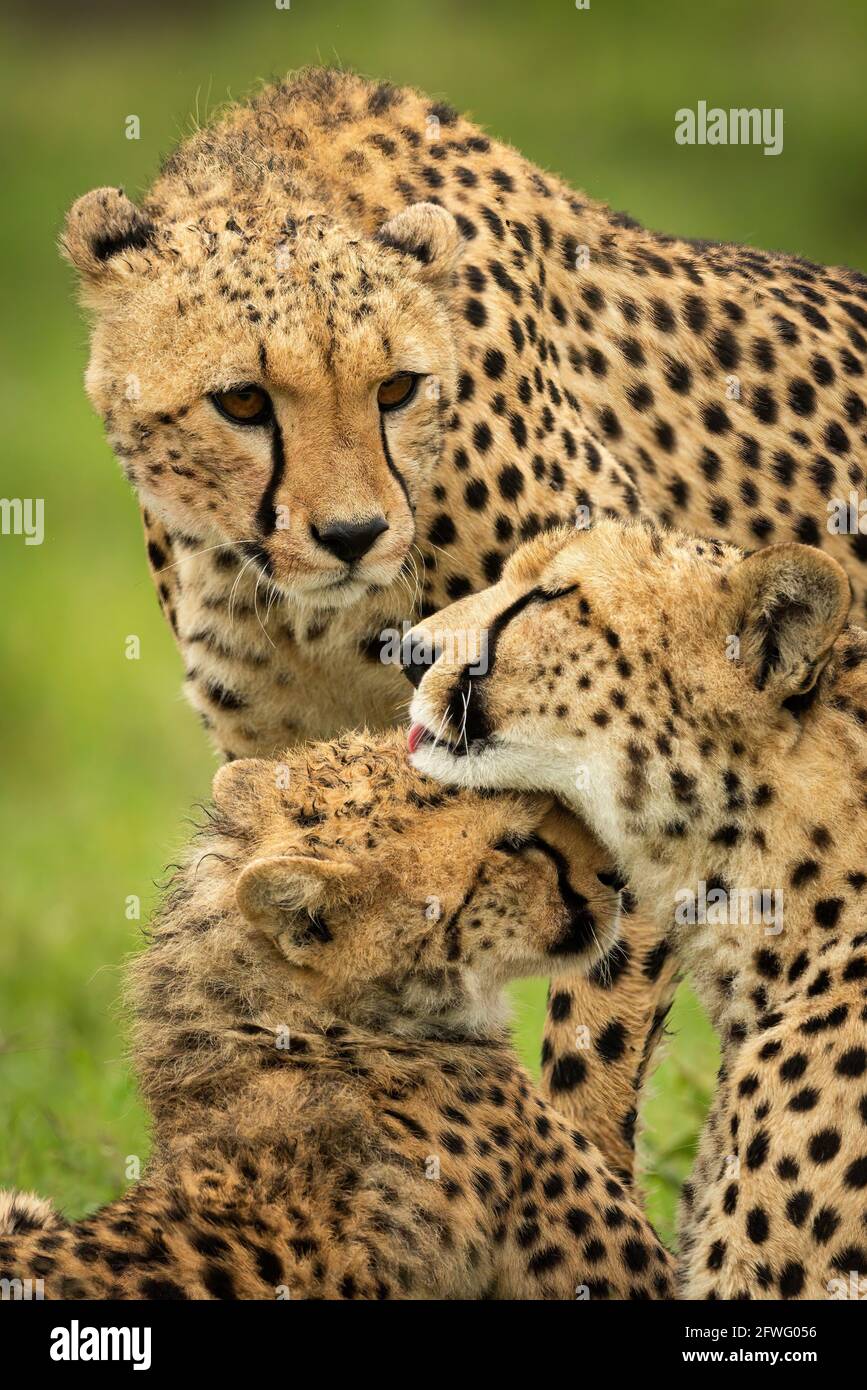 Close-up of cheetah watching mother grooming cub Stock Photo - Alamy