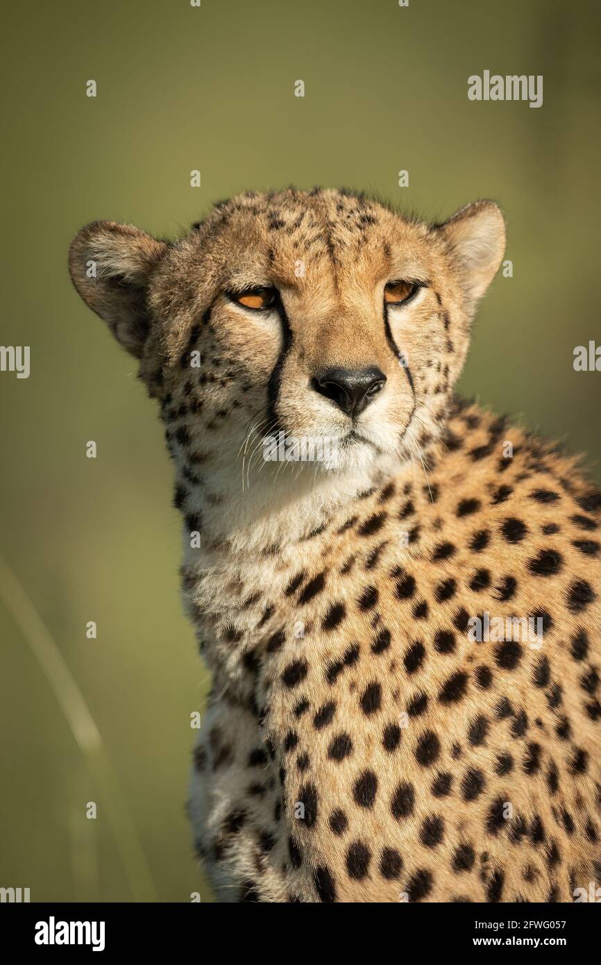 Close-up of cheetah sitting with head turned Stock Photo - Alamy