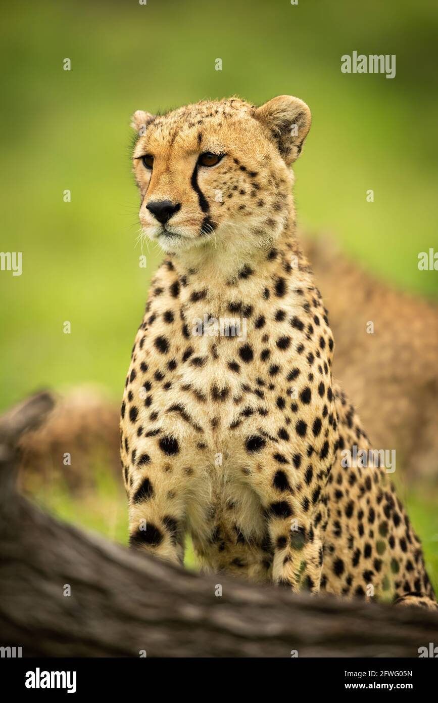 Cheetah sitting log hi-res stock photography and images - Alamy