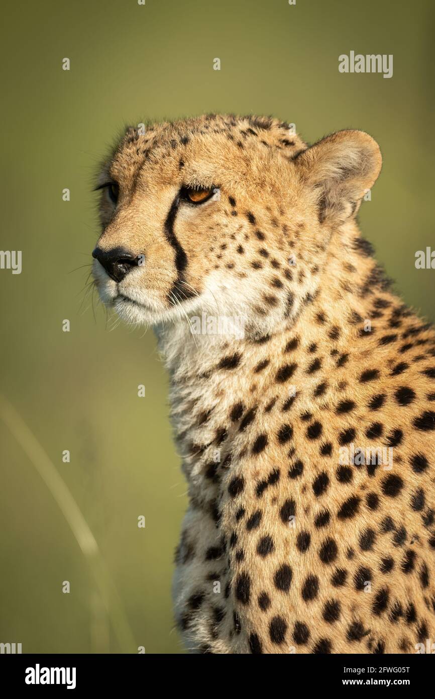Close-up of head and shoulders of cheetah Stock Photo - Alamy