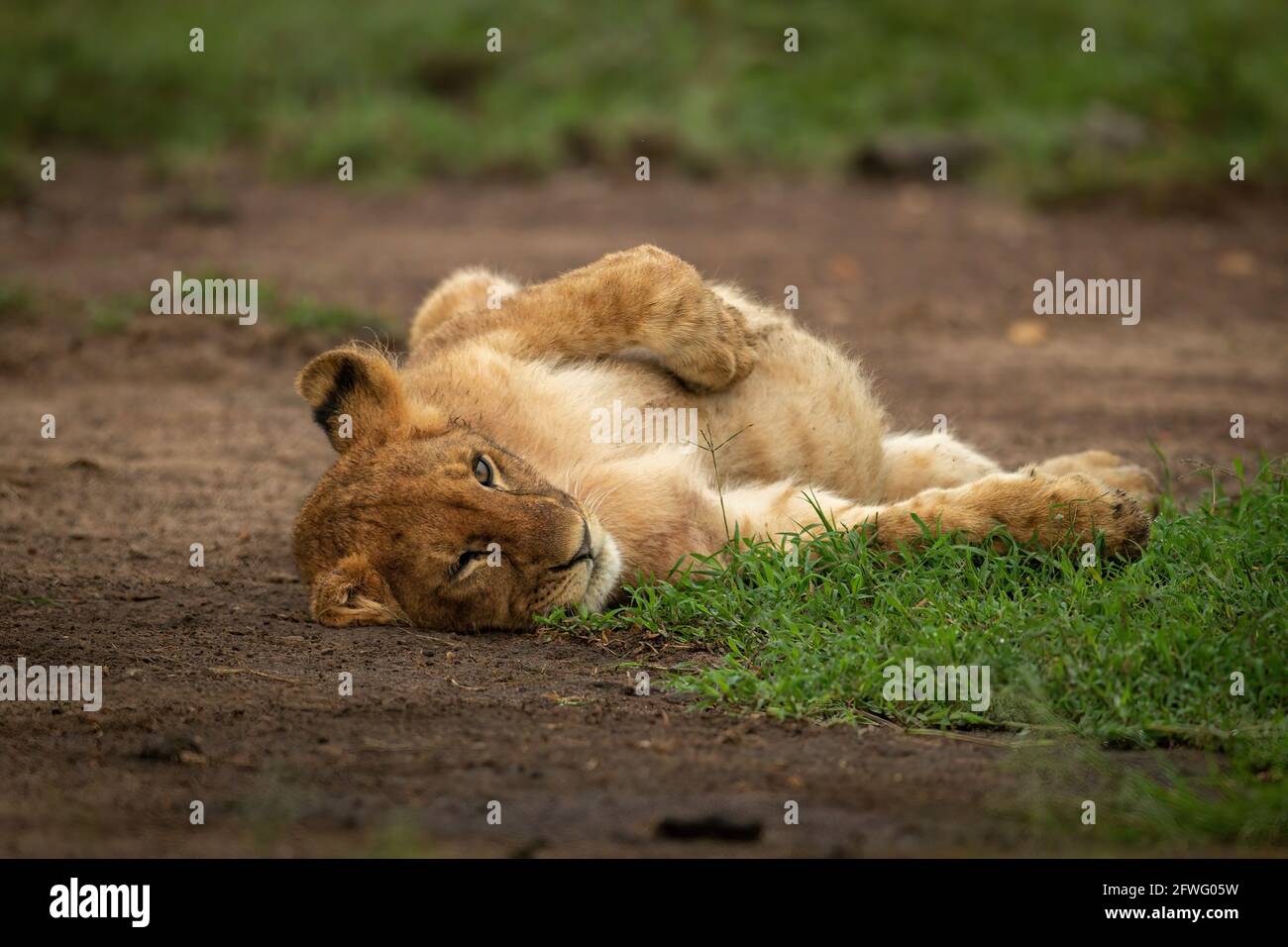 Young lion cub lying its back hi-res stock photography and images - Alamy