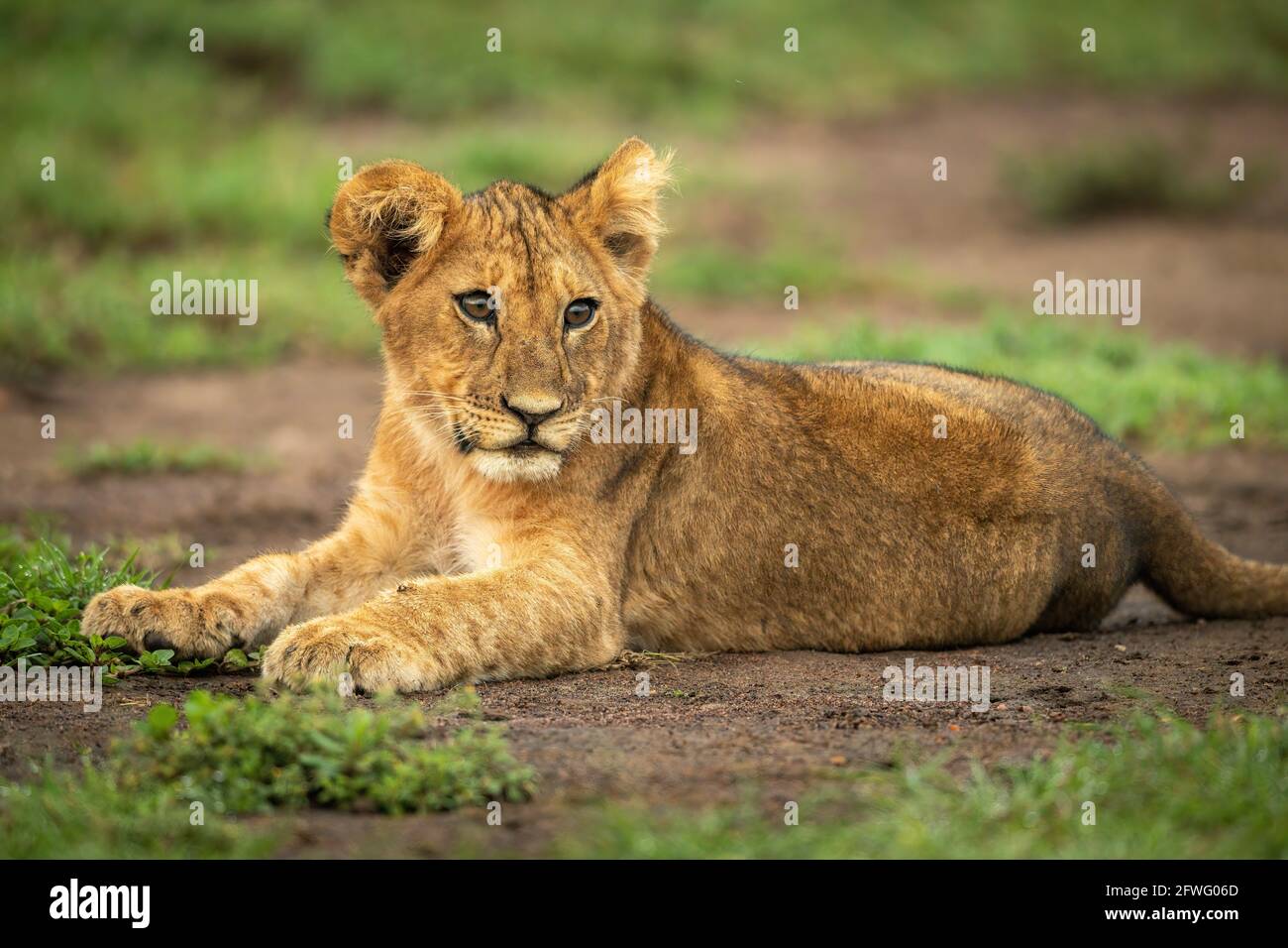 Close-up of lion cub lying turning head Stock Photo - Alamy