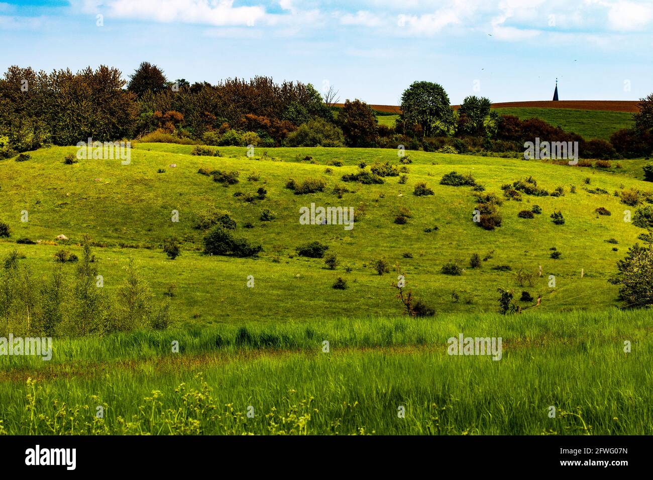 Spring in the Forest, Yddingesøen, Skåne, Sweden Stock Photo - Alamy