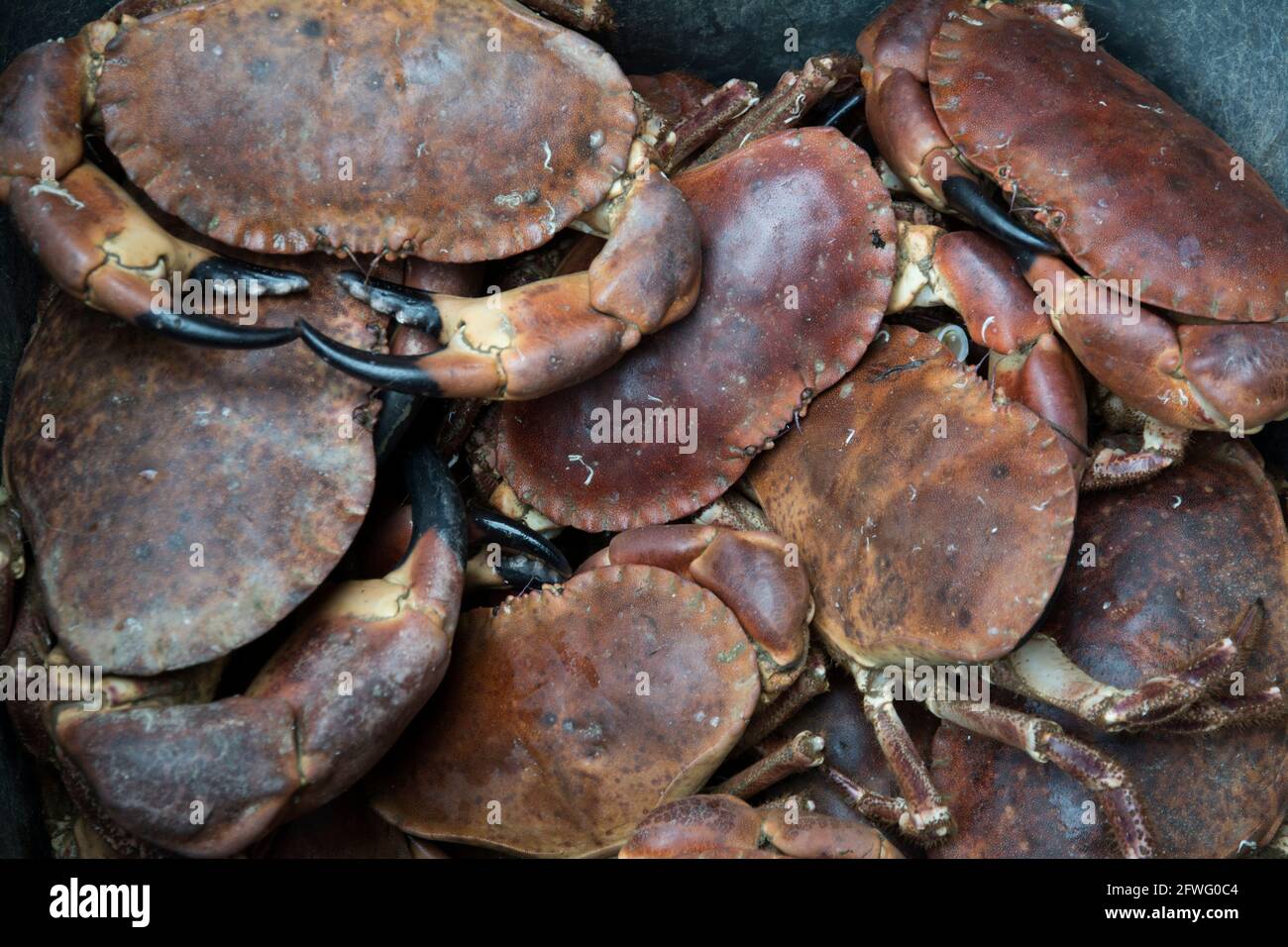 Cadgwith crabs hi-res stock photography and images - Alamy