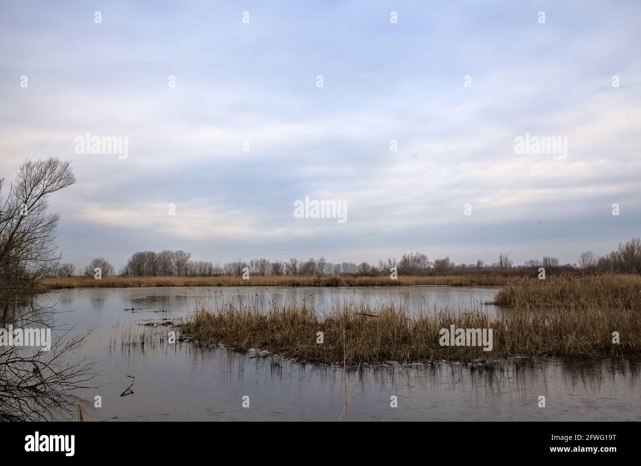 Pond in a marsh of a park in the italian countryside in winter Stock ...