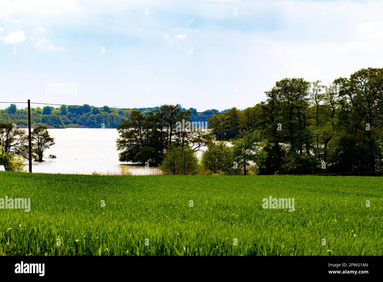 Spring in the Forest, Yddingesøen, Skåne, Sweden Stock Photo - Alamy