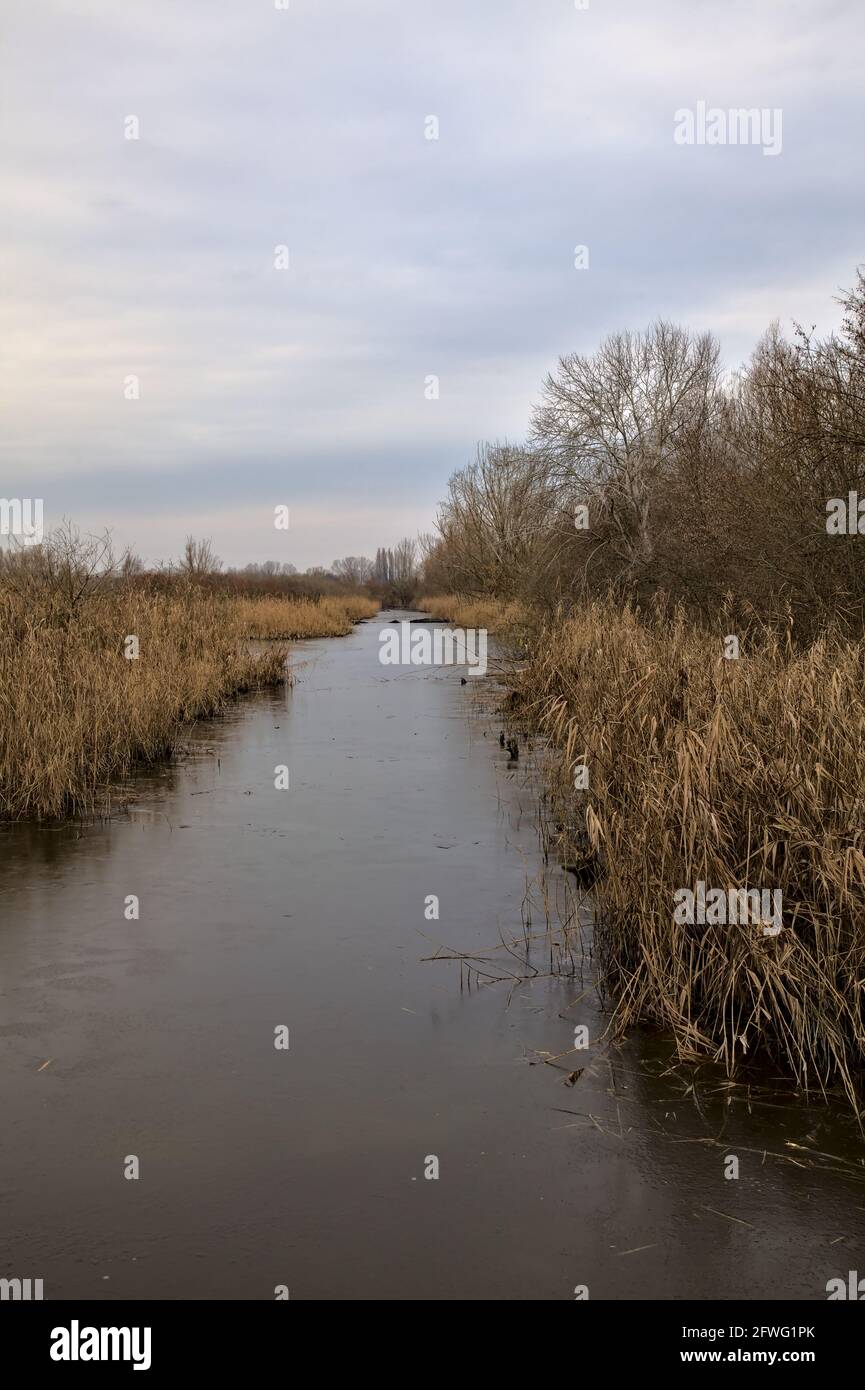 Pond in a marsh of a park in the italian countryside in winter Stock ...