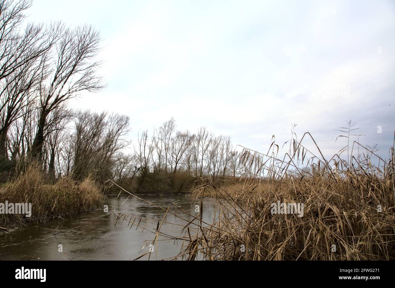 Pond in a marsh of a park in the italian countryside in winter Stock ...
