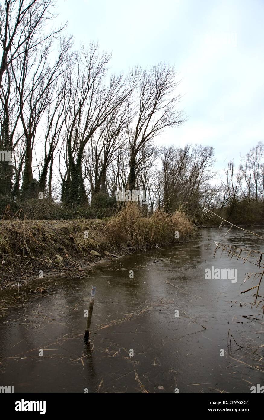 Pond in a marsh of a park in the italian countryside in winter Stock ...
