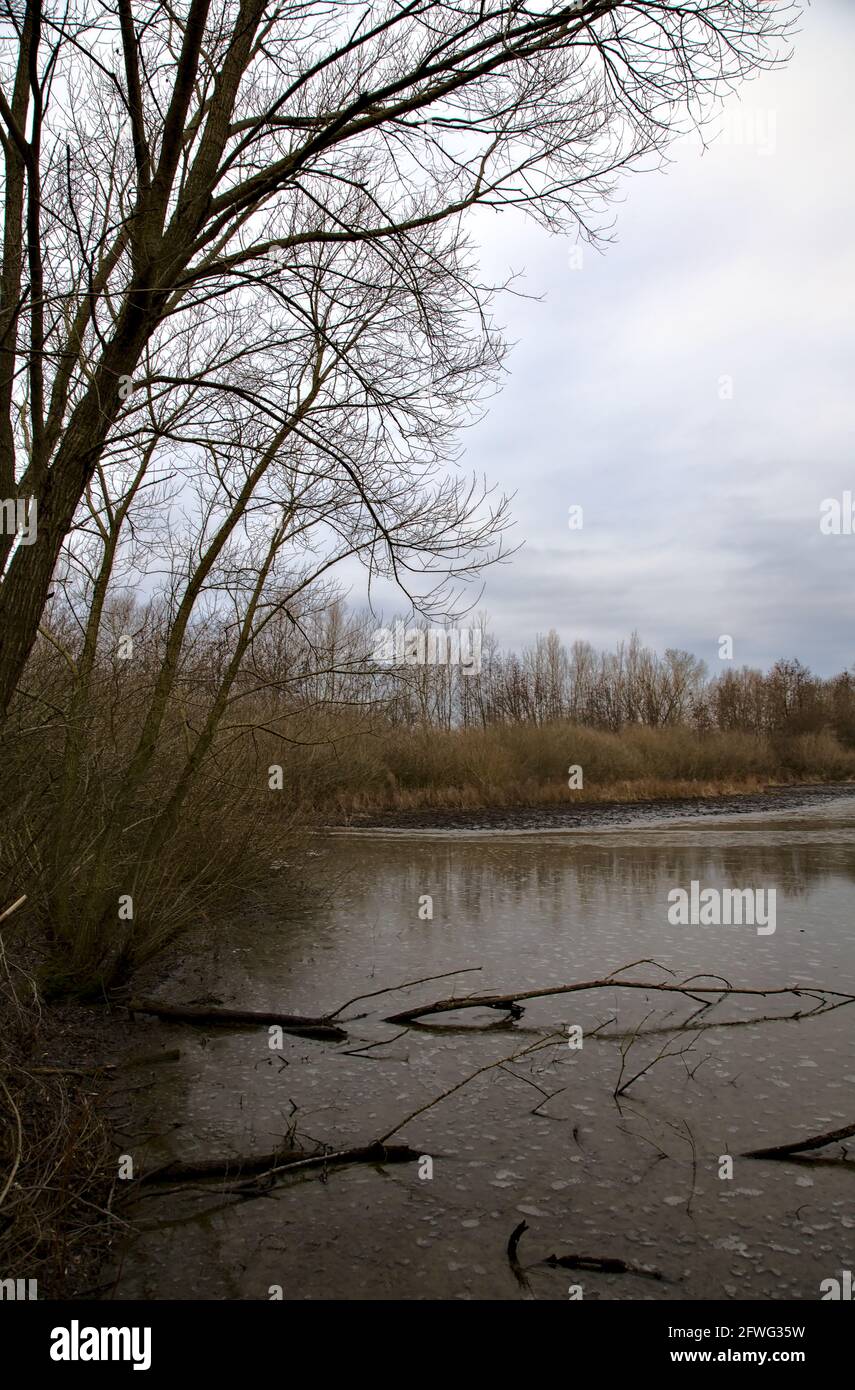 Pond in a marsh of a park in the italian countryside in winter Stock ...