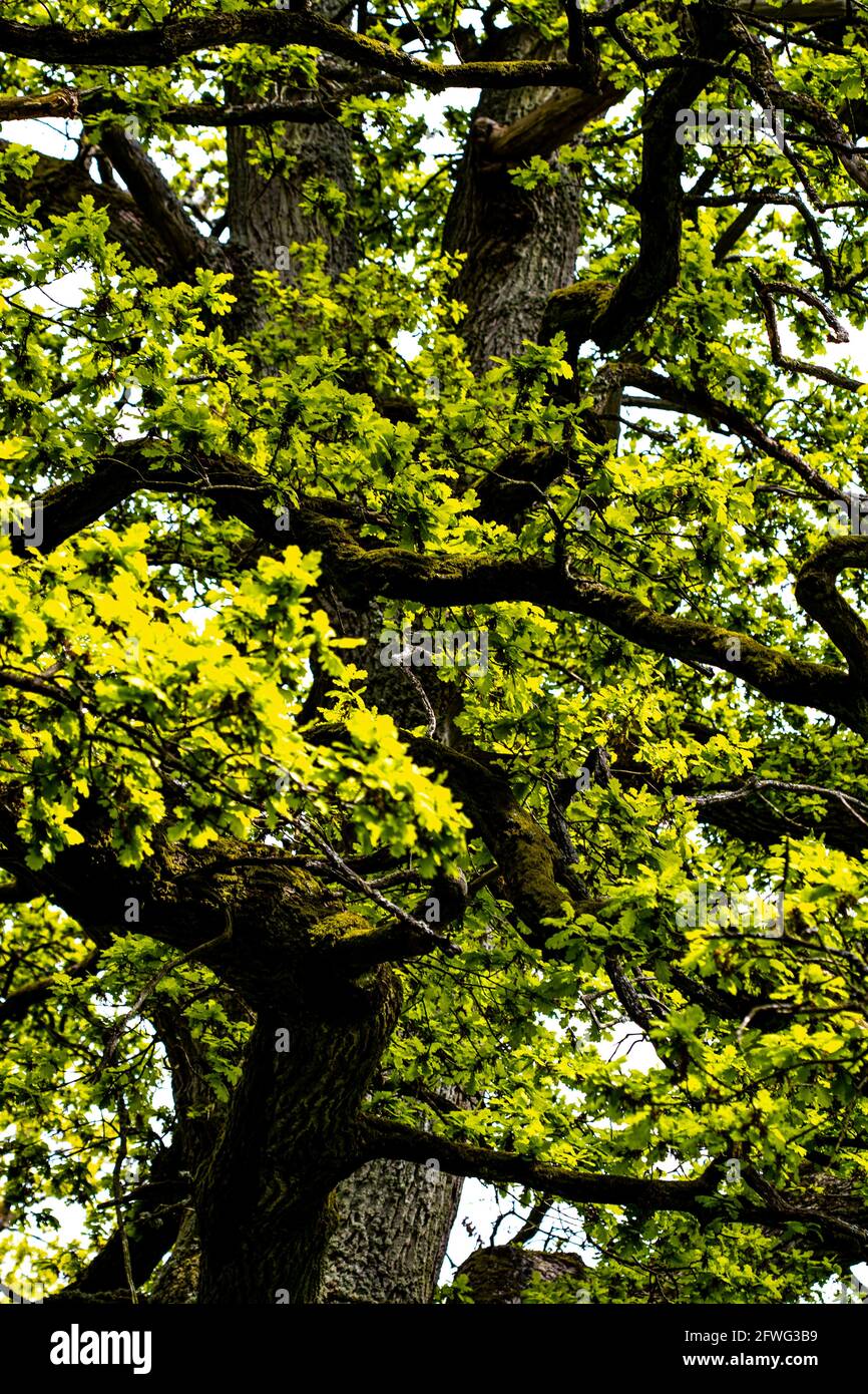 Spring in the Forest, Yddingesøen, Skåne, Sweden Stock Photo - Alamy