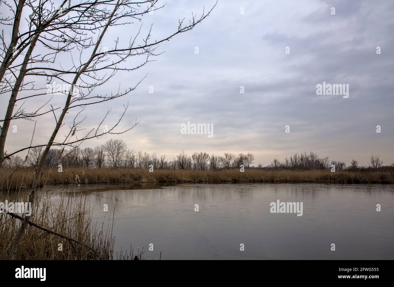 Pond in a marsh of a park in the italian countryside in winter Stock ...