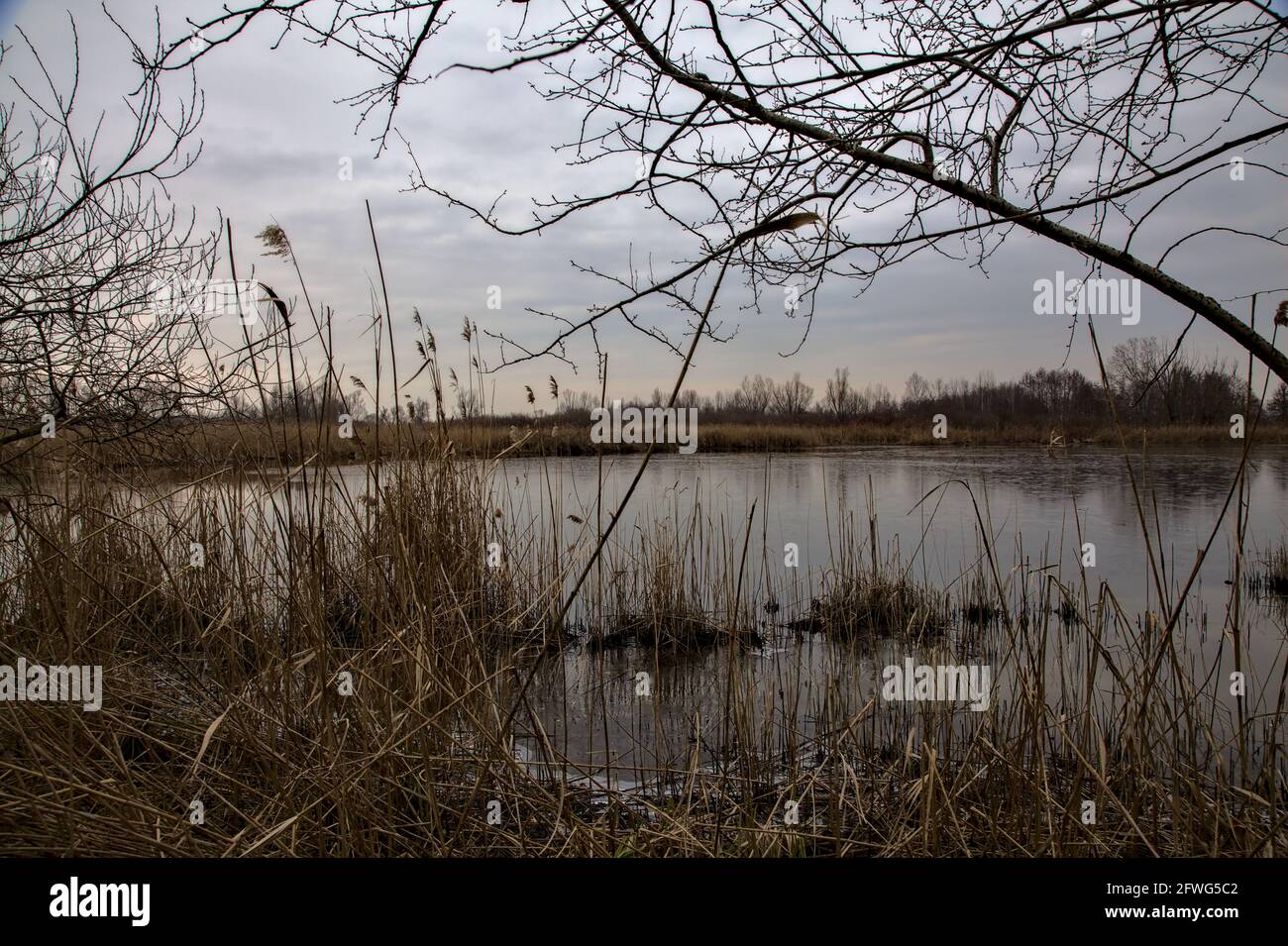 Pond in a marsh of a park in the italian countryside in winter Stock ...