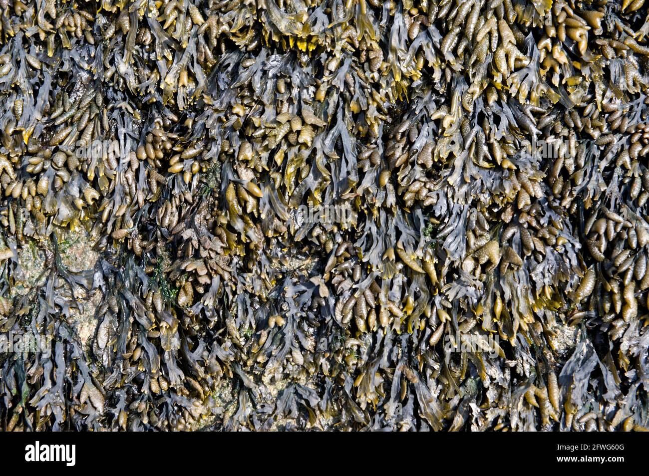 Old seabed hi-res stock photography and images - Alamy