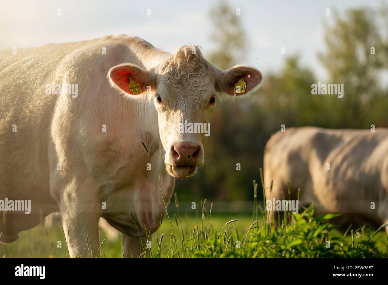 Funny looking cow hi-res stock photography and images - Alamy