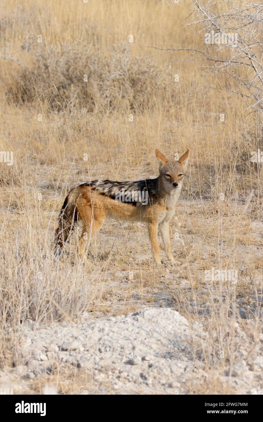 A picture of a jackal in Namibia Stock Photo - Alamy