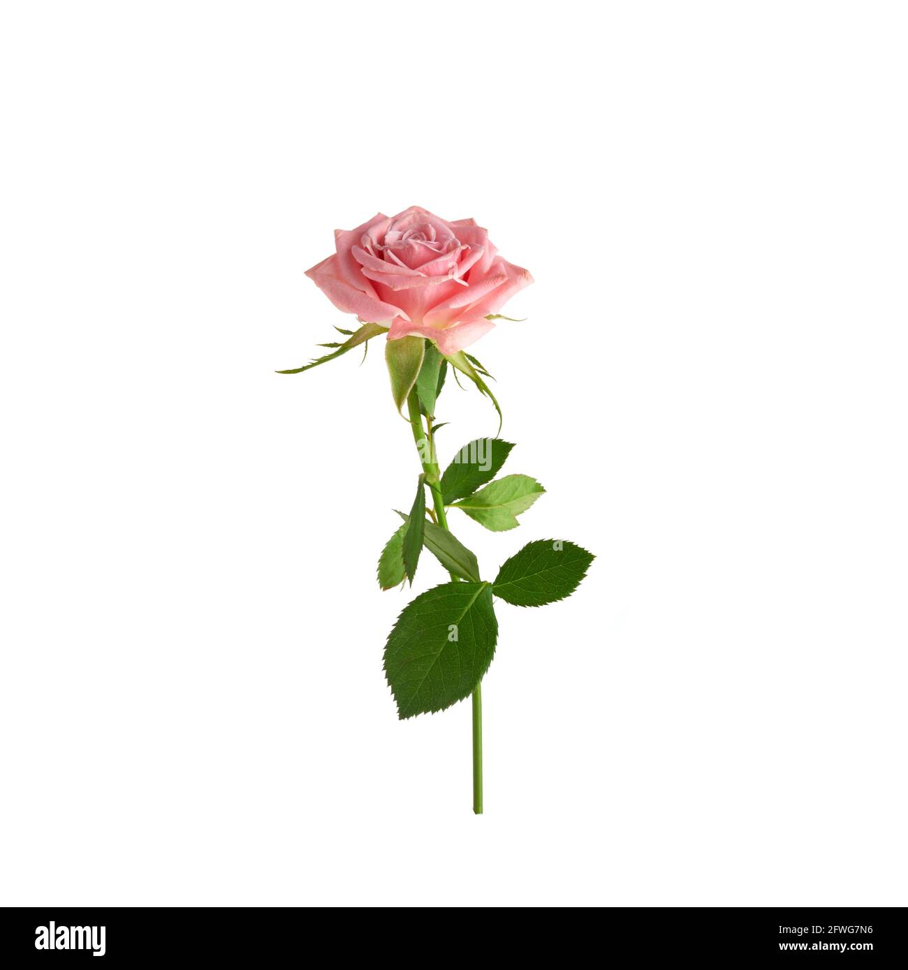 Beautiful single pink rose isolated on white background Stock Photo - Alamy