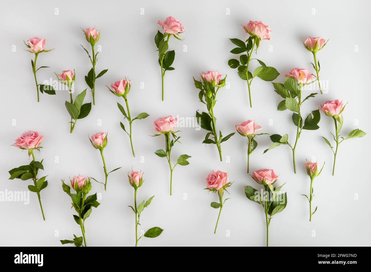 Pink roses on white background. Flat lay Stock Photo - Alamy