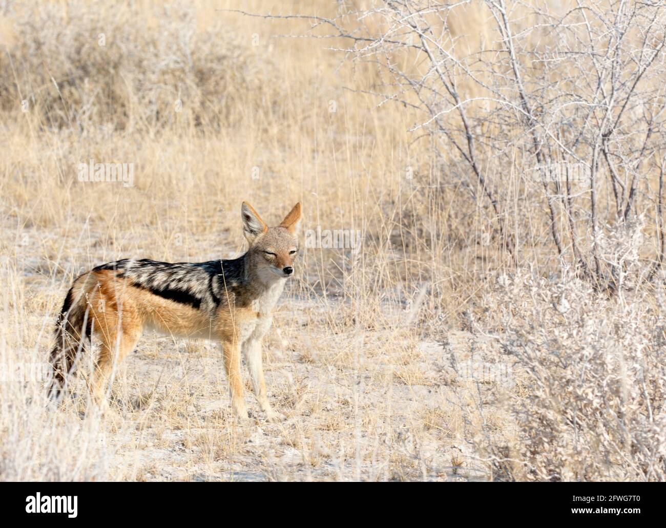 A picture of a jackal in Namibia Stock Photo - Alamy