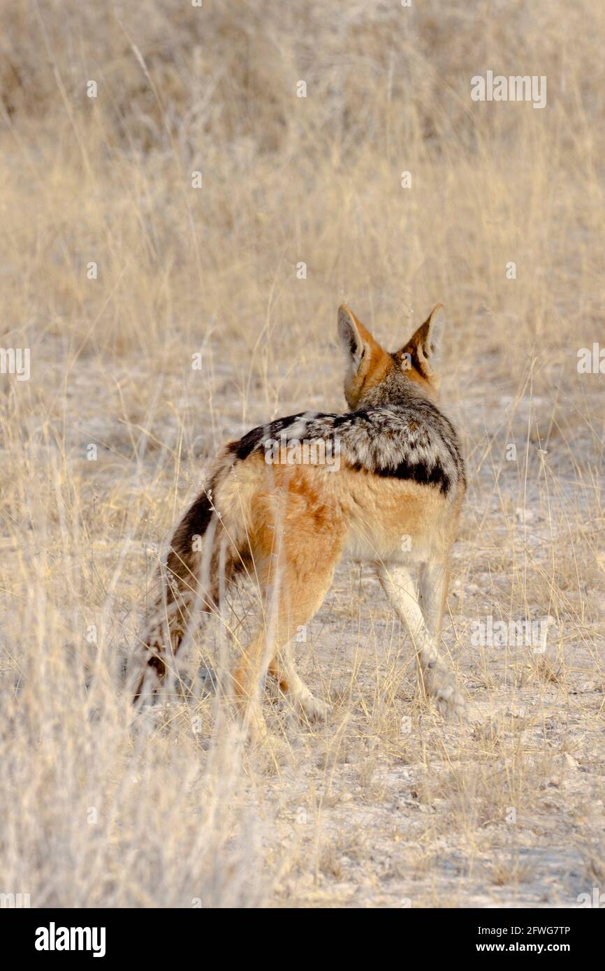 A picture of a jackal in Namibia Stock Photo - Alamy