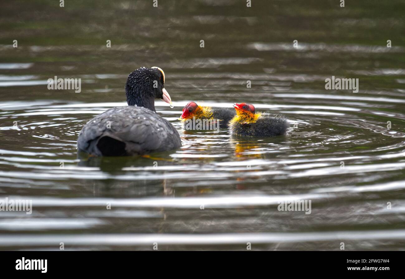 Common coots feet hi-res stock photography and images - Alamy