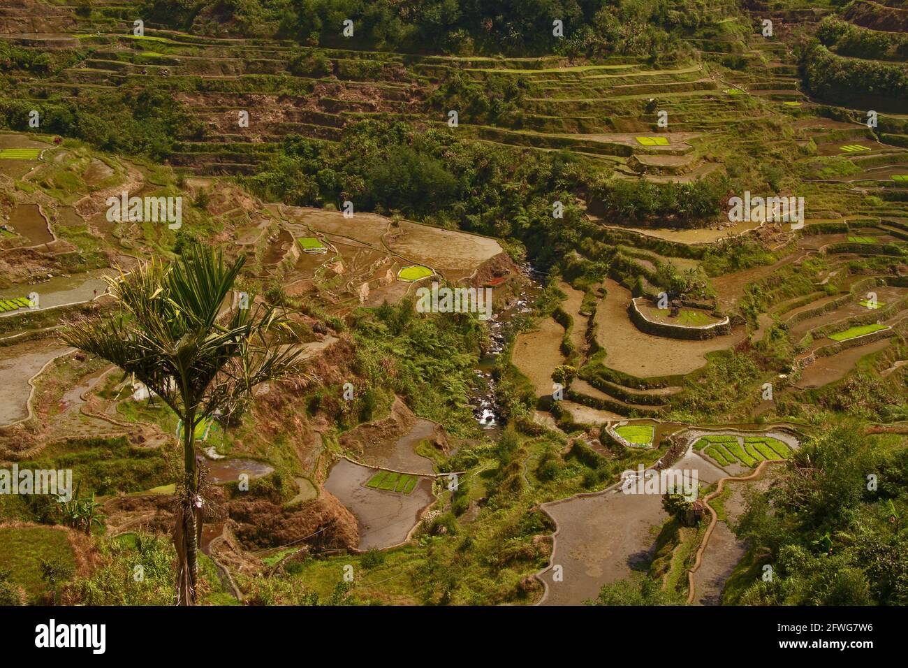 Philippines Rice Terraces Stock Photo - Alamy