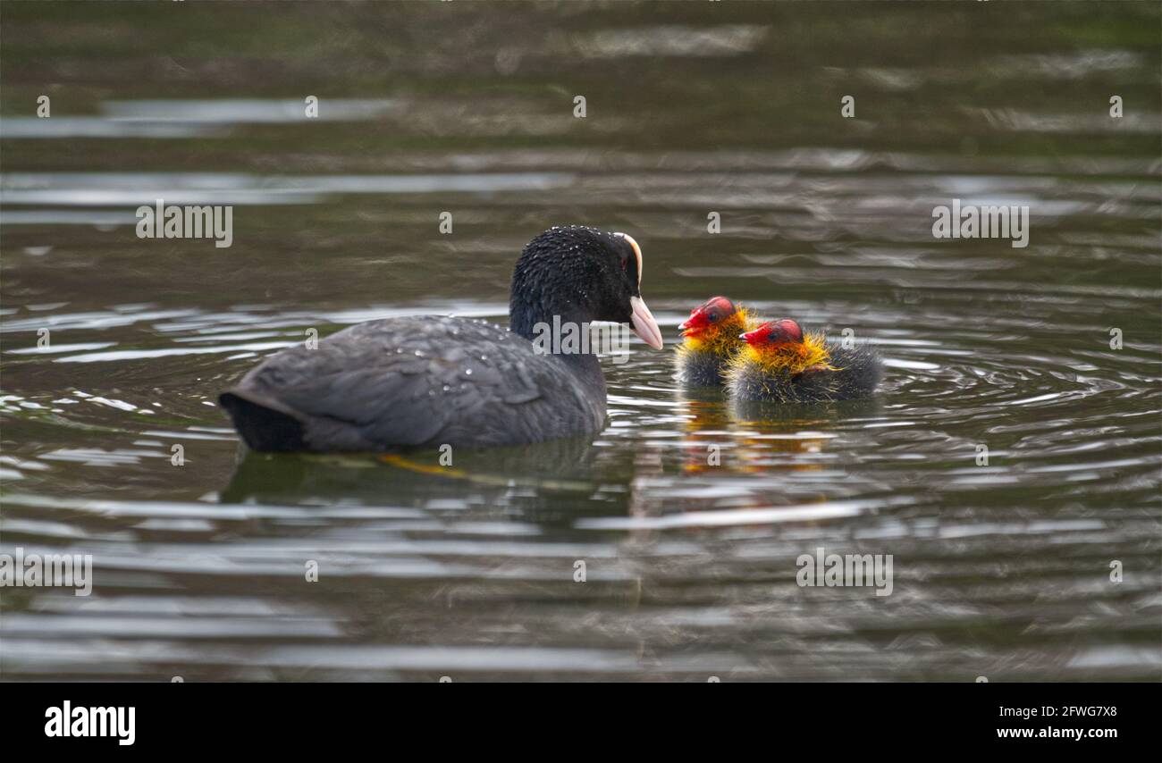 Common coots feet hi-res stock photography and images - Alamy