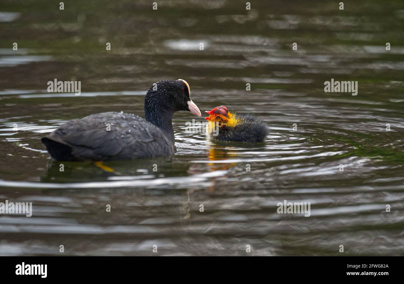 Common coots feet hi-res stock photography and images - Alamy