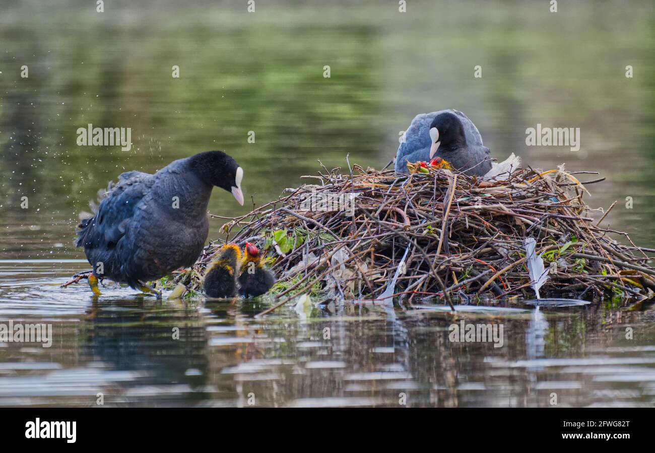 Common coots feet hi-res stock photography and images - Alamy