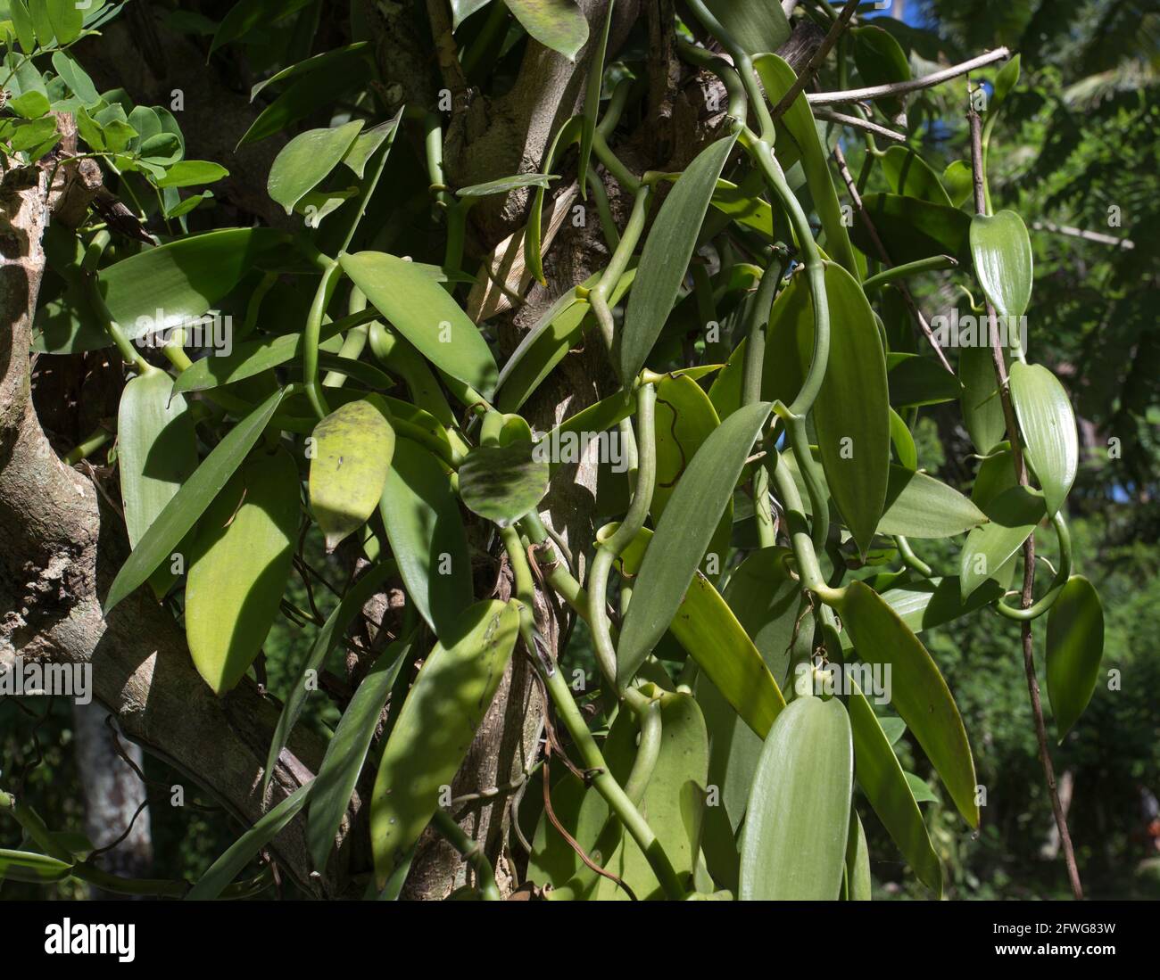 Vanilla plantation madagascar hi-res stock photography and images - Alamy